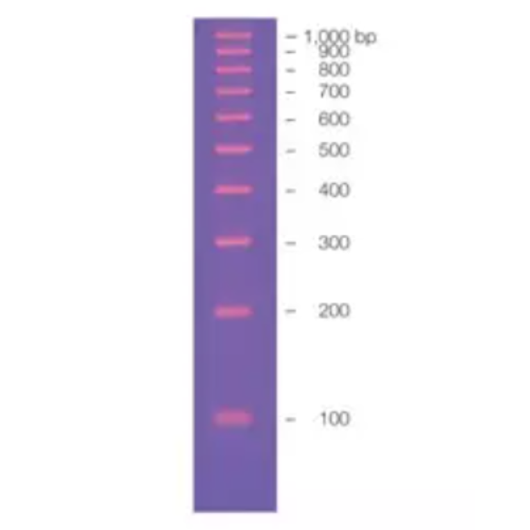 100bp Molecular Ruler